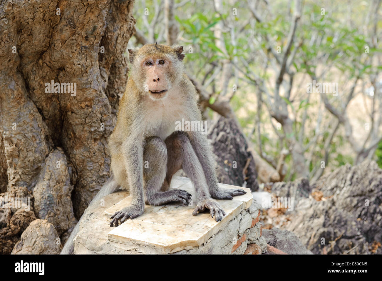 Mammifero scimmia animale scimmia immagini e fotografie stock ad alta ...