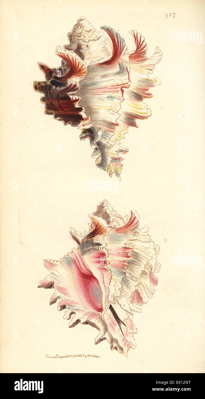 Murex snail immagini e fotografie stock ad alta risoluzione - Alamy