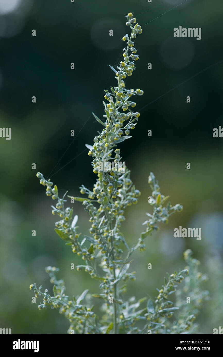 Pflanze artemisia absinthium immagini e fotografie stock ad alta ...