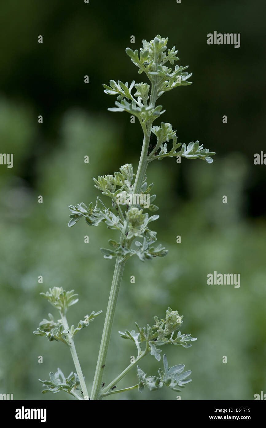 Artemisia absinthium immagini e fotografie stock ad alta risoluzione ...