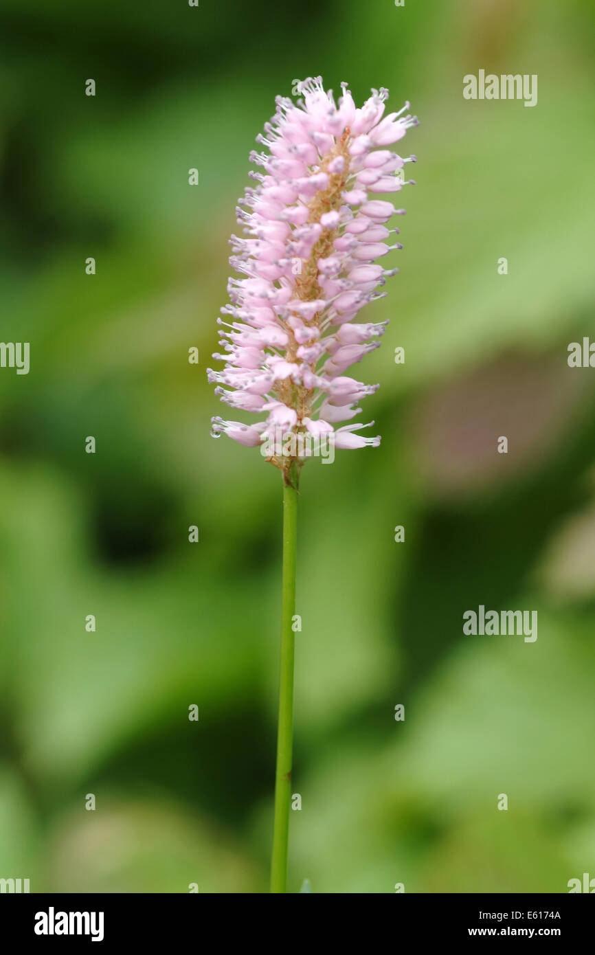 Bistorta officinalis immagini e fotografie stock ad alta risoluzione ...