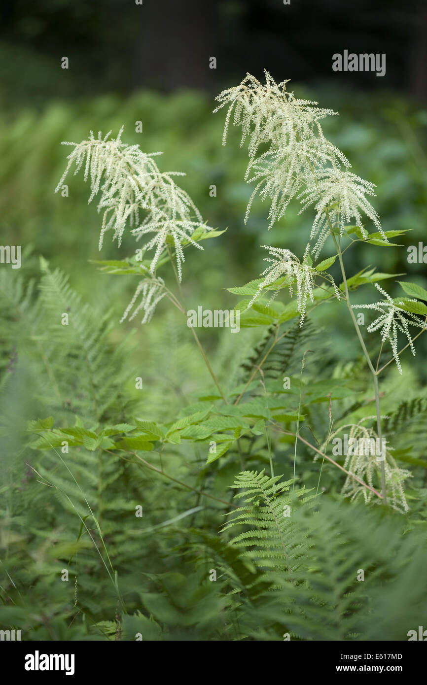 Barba di capre aruncus dioicus immagini e fotografie stock ad alta ...
