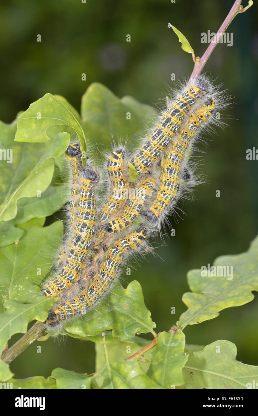 Buff tip phalera bucephala larvae moth immagini e fotografie stock ad ...