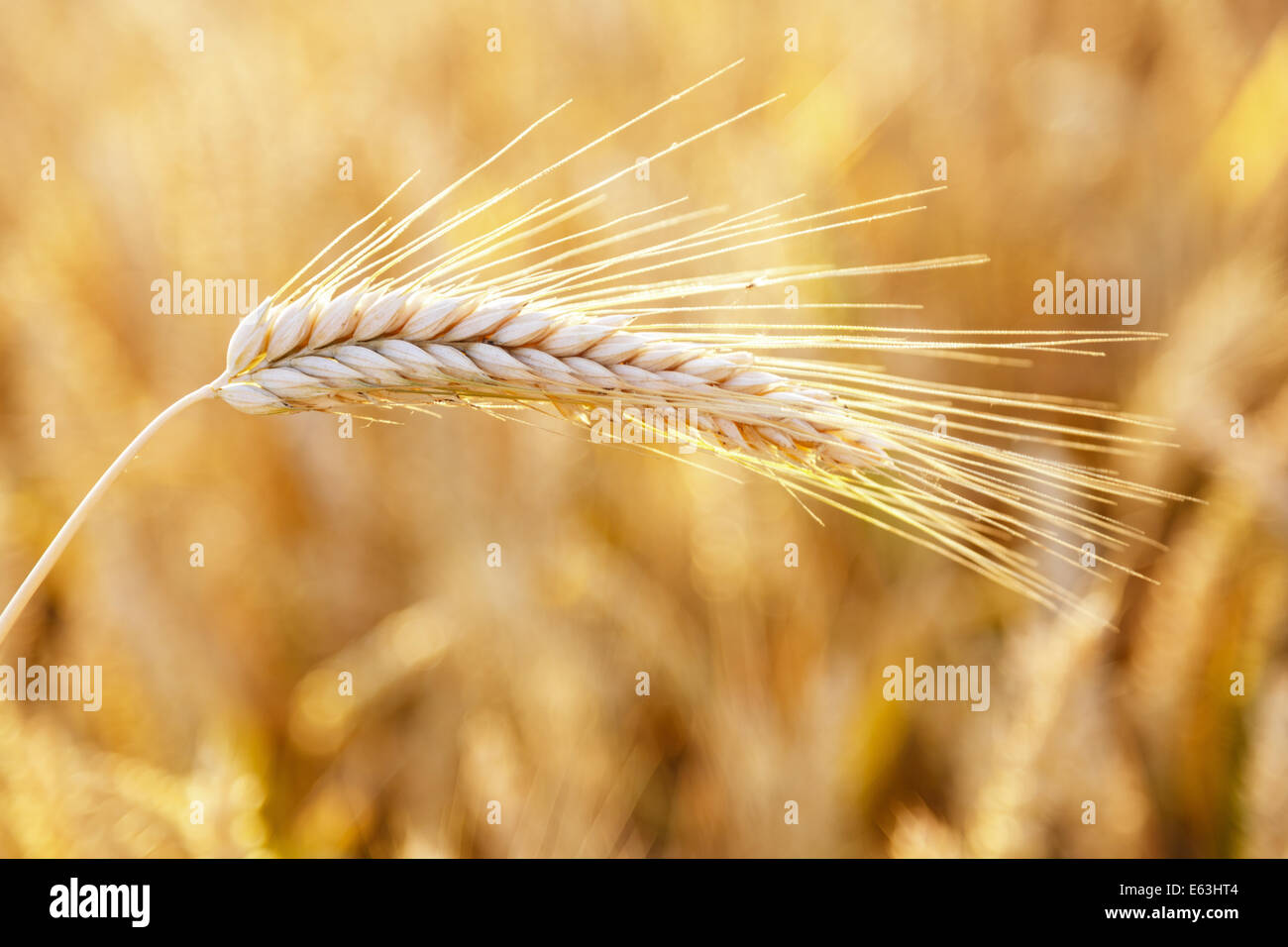 Spiga avena immagini e fotografie stock ad alta risoluzione - Alamy
