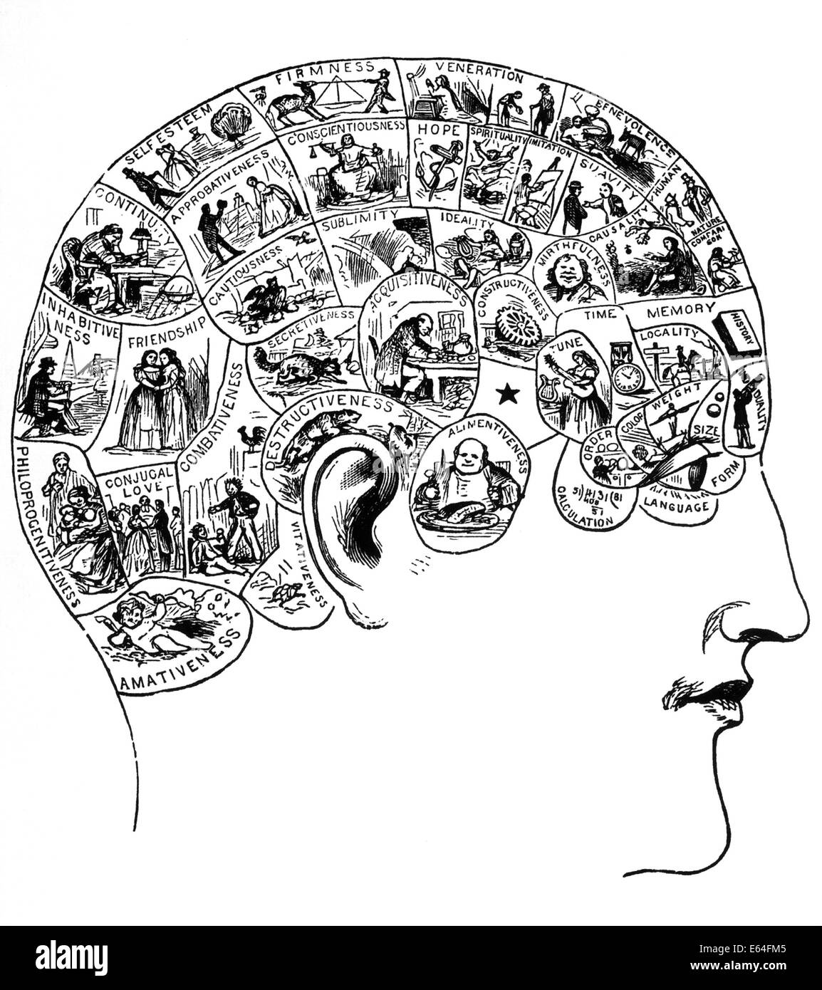 Tabella di frenologia Foto e Immagini Stock in Bianco e Nero - Alamy