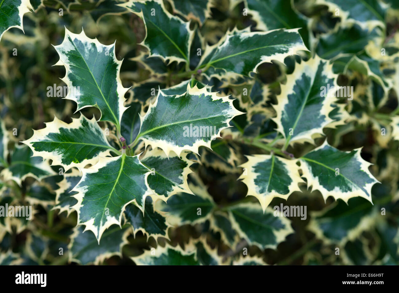 Ilex aquifolium immagini e fotografie stock ad alta risoluzione - Alamy
