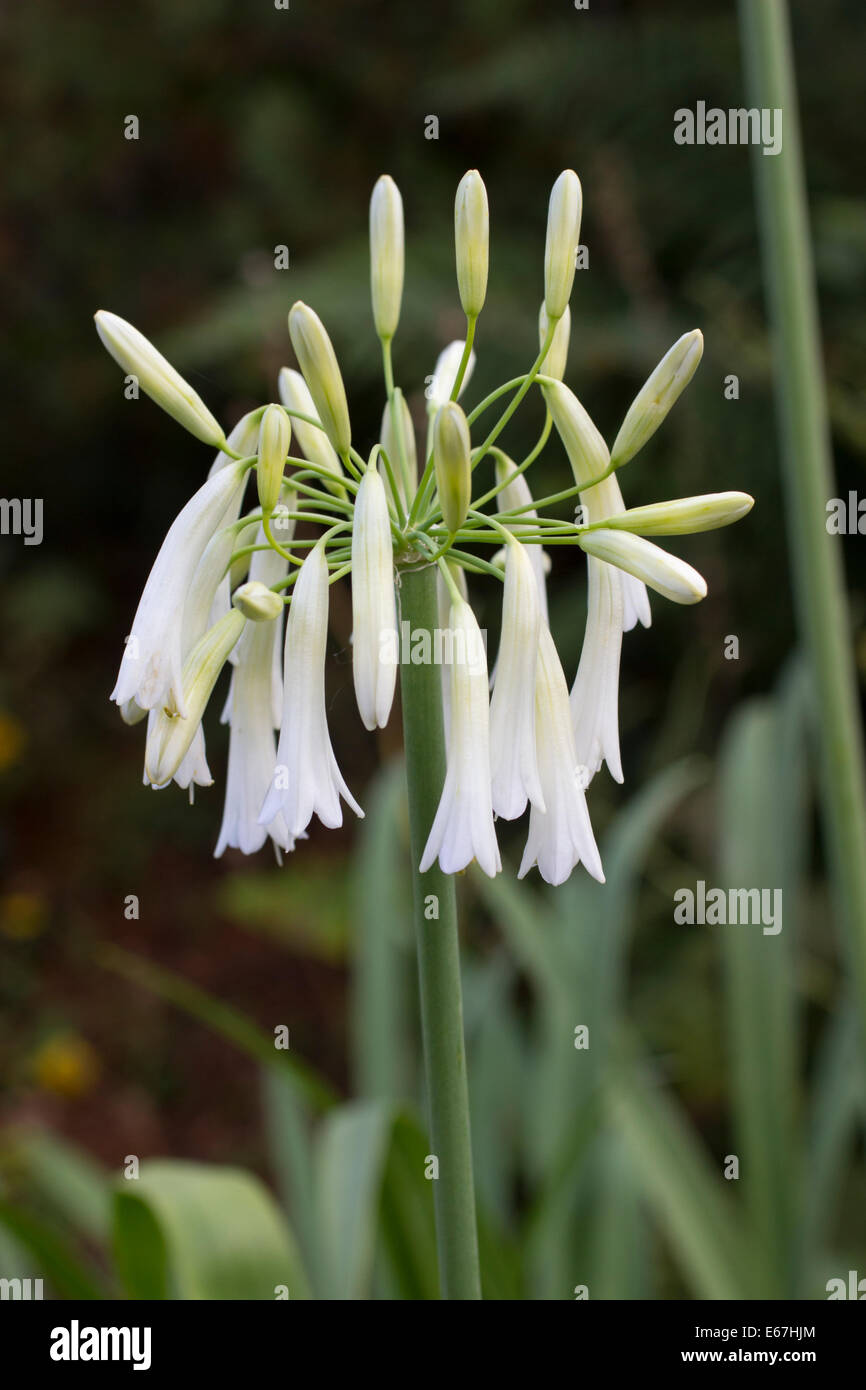 Fiori penduli immagini e fotografie stock ad alta risoluzione - Alamy