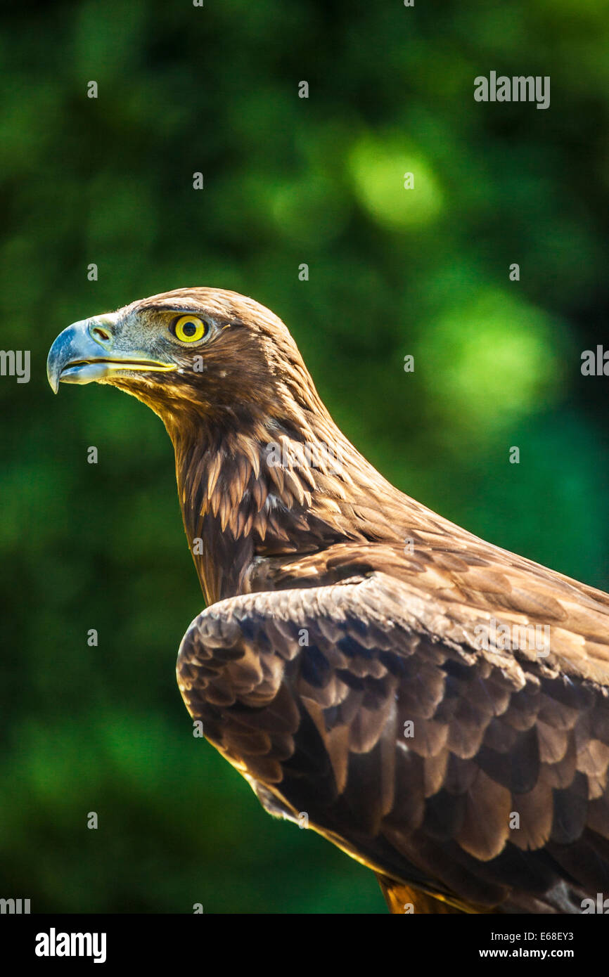Golden eagle aquila chrysaetos adulto immagini e fotografie stock ad ...