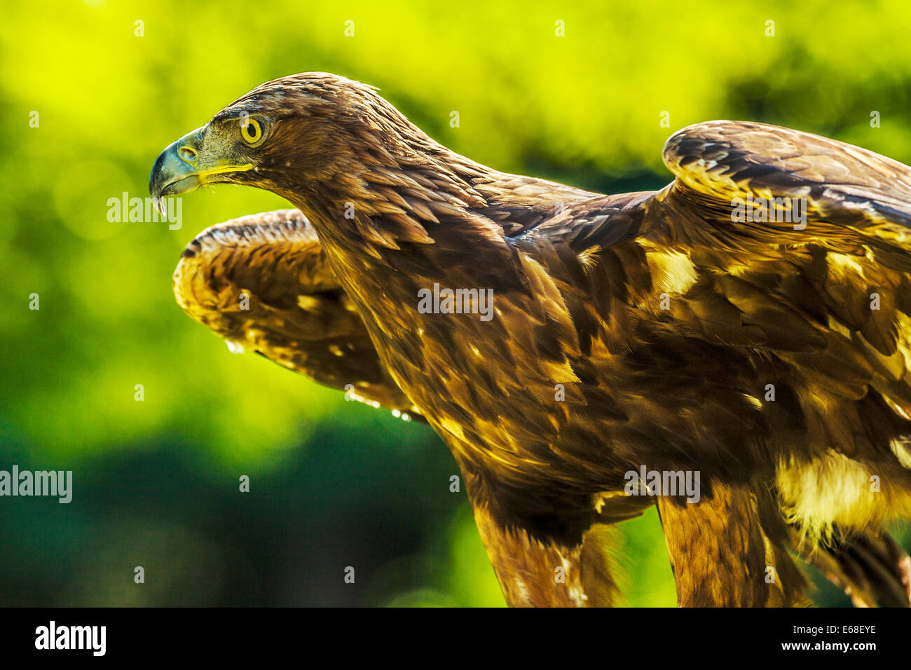 Aquila reale immagini e fotografie stock ad alta risoluzione - Alamy