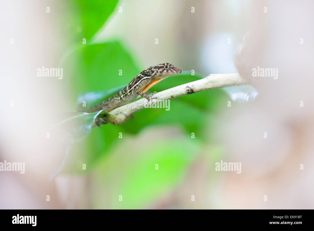 Golfo dulce anole norops immagini e fotografie stock ad alta ...