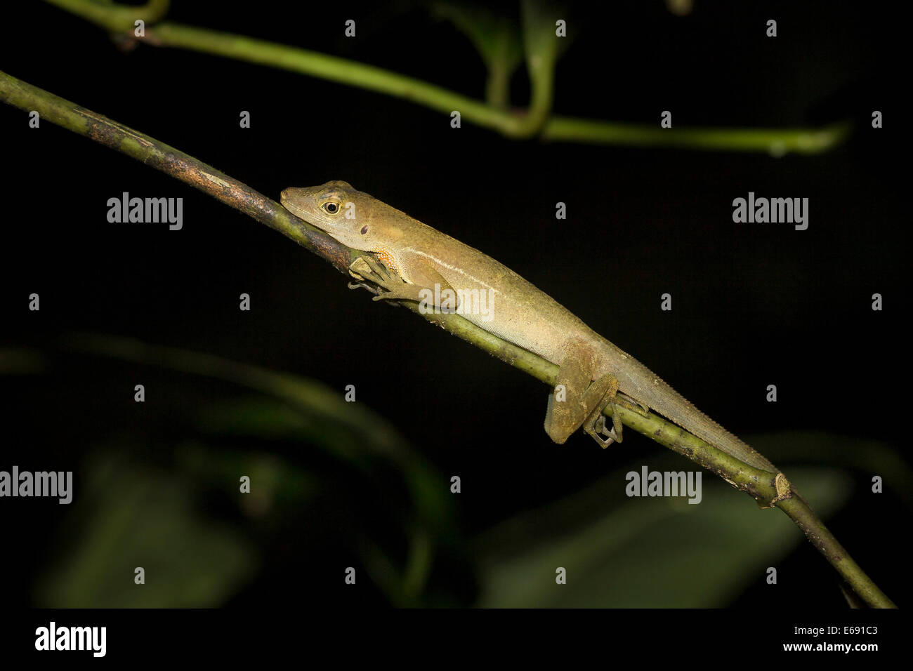 Golfo dulce anole norops immagini e fotografie stock ad alta ...