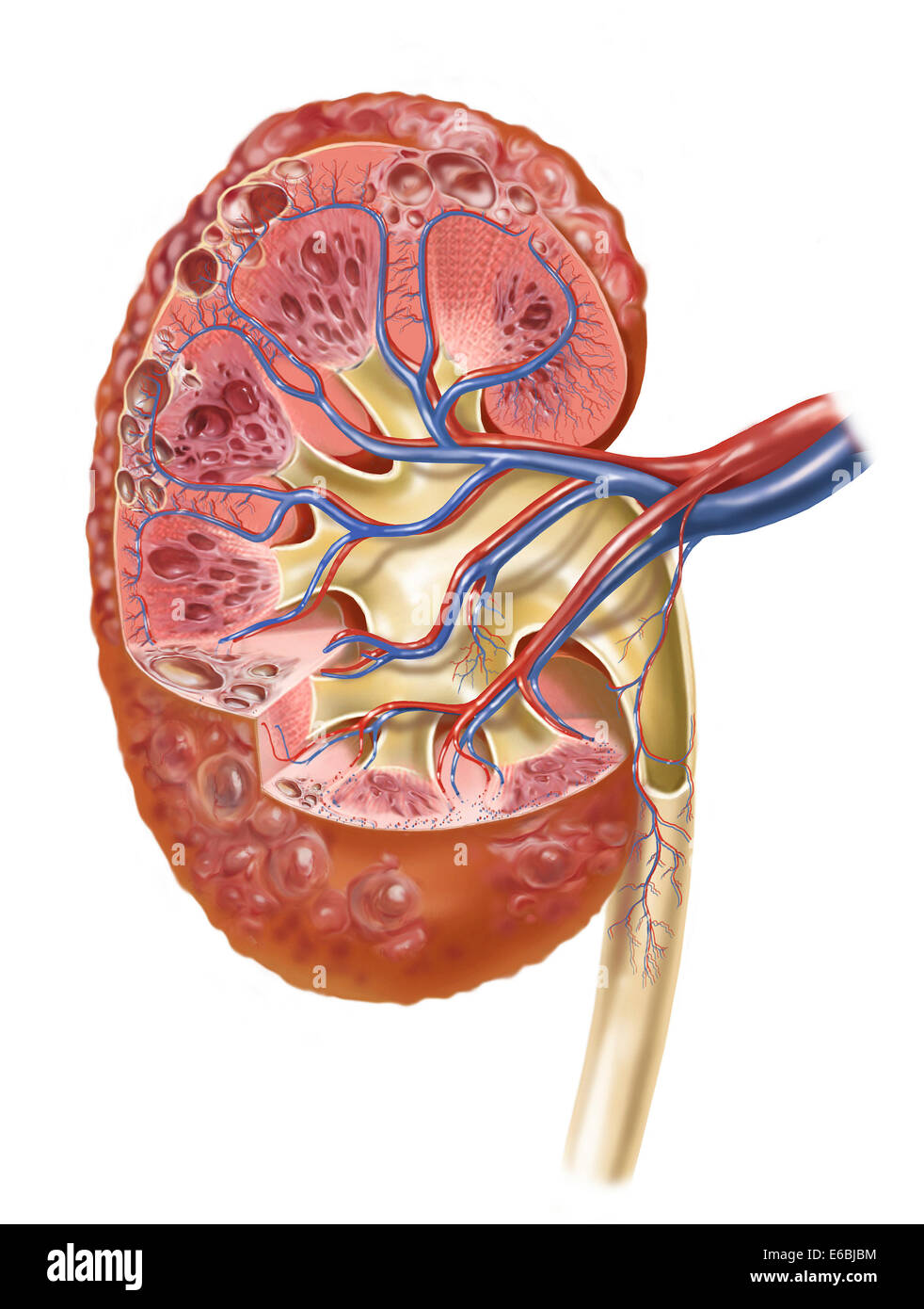 Piramidi Renali Immagini e Fotos Stock - Alamy