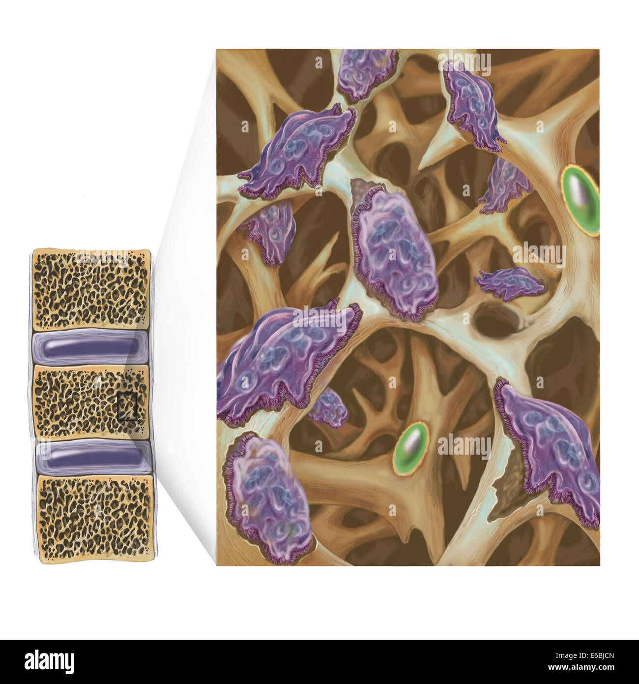 Cellula ossea immagini e fotografie stock ad alta risoluzione - Alamy