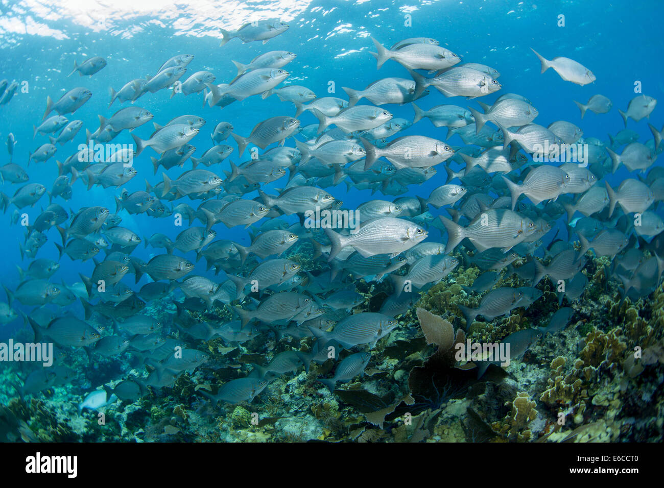 Fauna selvatica delle bermuda immagini e fotografie stock ad alta ...