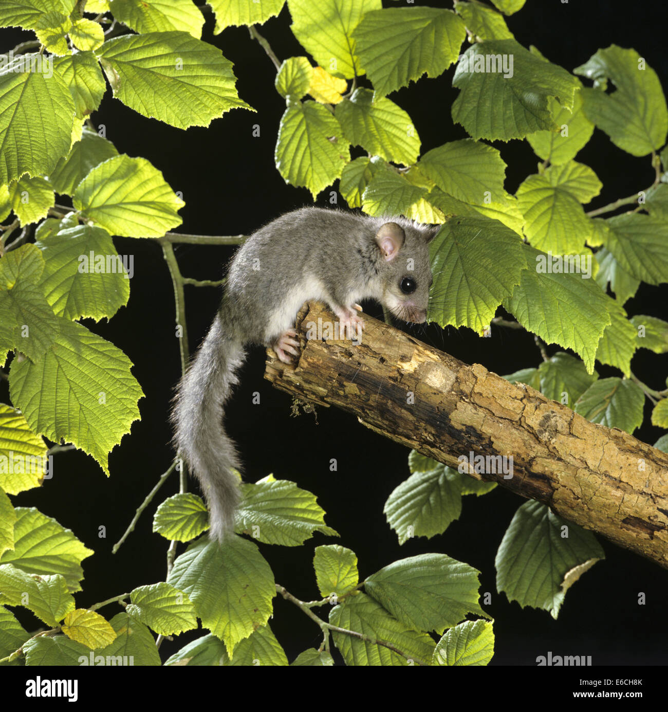 Ghiro commestibile immagini e fotografie stock ad alta risoluzione - Alamy