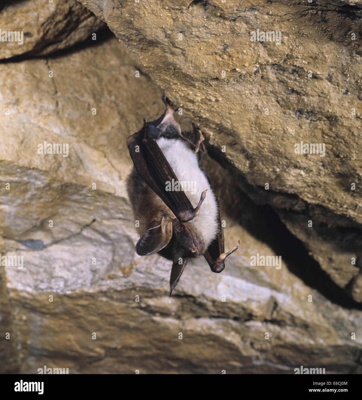 Myotis delle caverne immagini e fotografie stock ad alta risoluzione ...