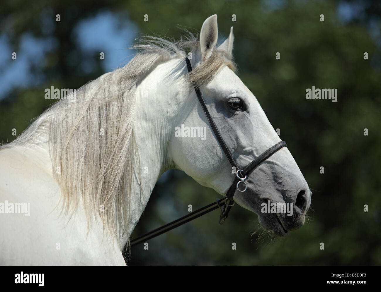 1 testa di cavallo immagini e fotografie stock ad alta risoluzione - Alamy