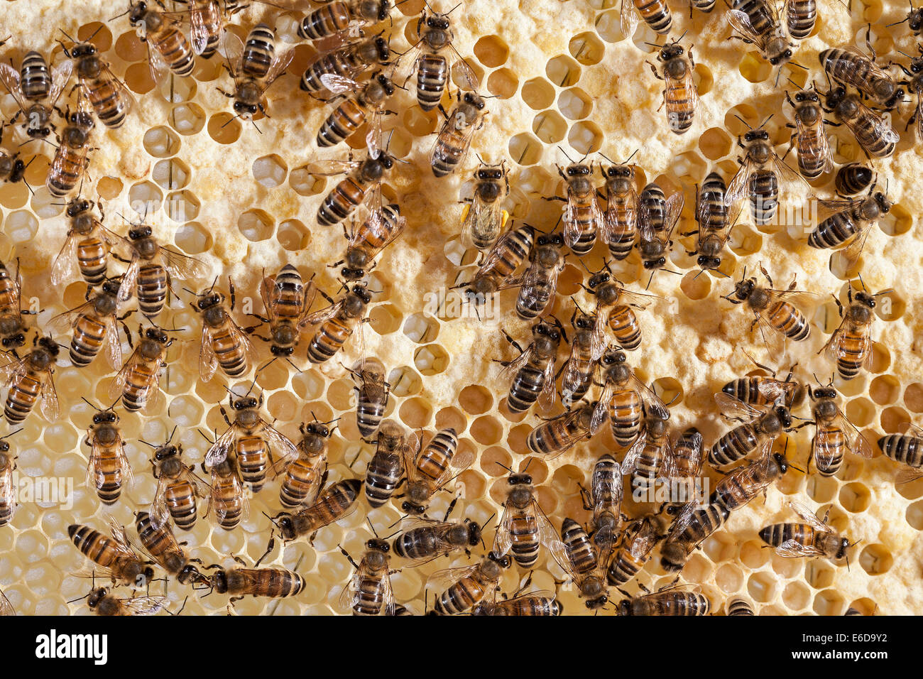 Celle vuote traslucide immagini e fotografie stock ad alta risoluzione ...