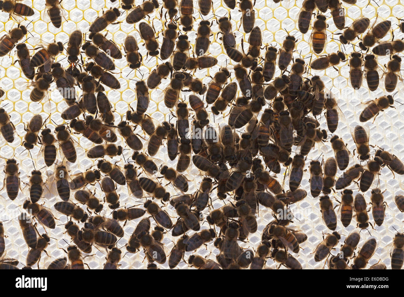 Celle vuote traslucide immagini e fotografie stock ad alta risoluzione ...