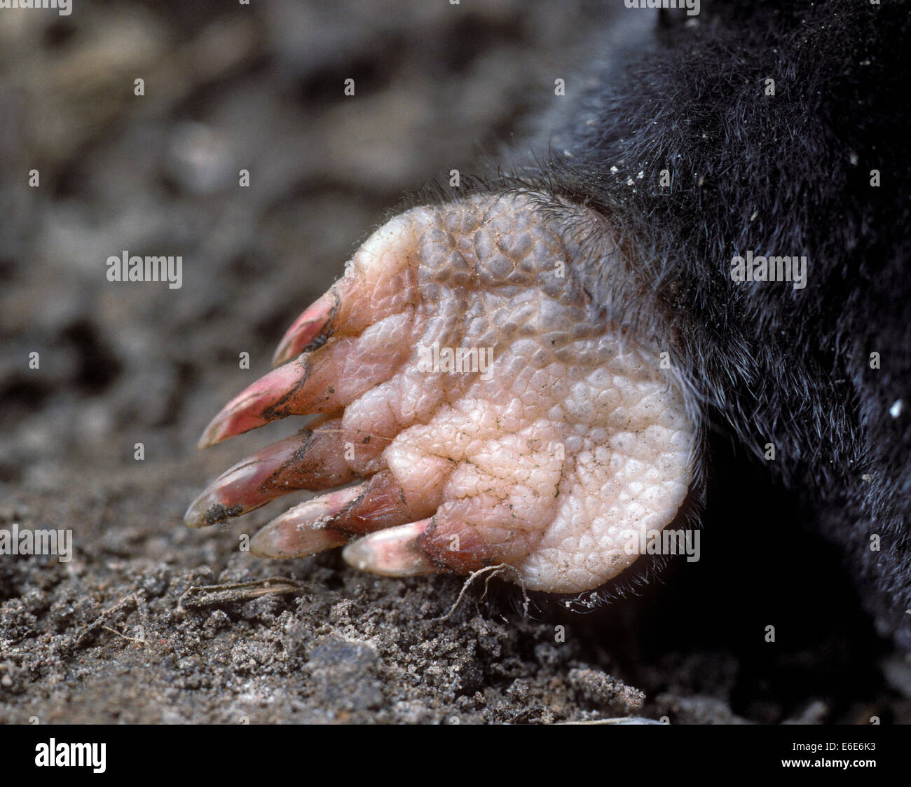 Talpa animale immagini e fotografie stock ad alta risoluzione - Alamy