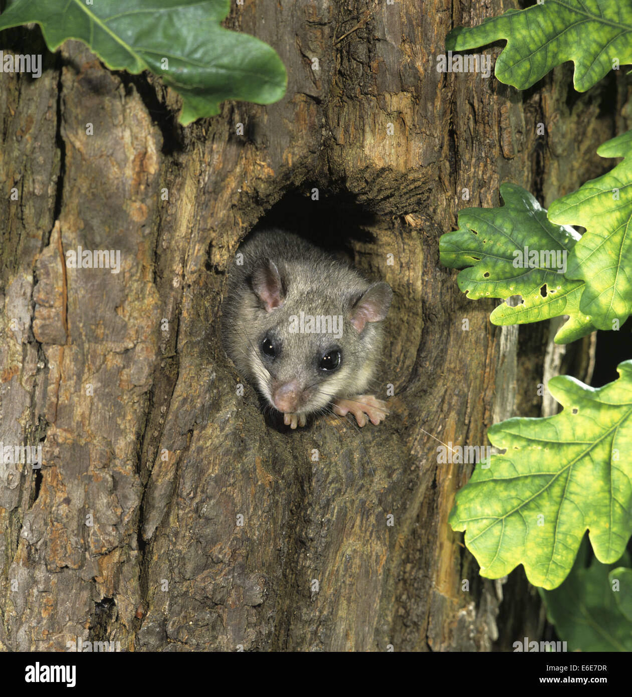 Ghiro commestibile immagini e fotografie stock ad alta risoluzione - Alamy