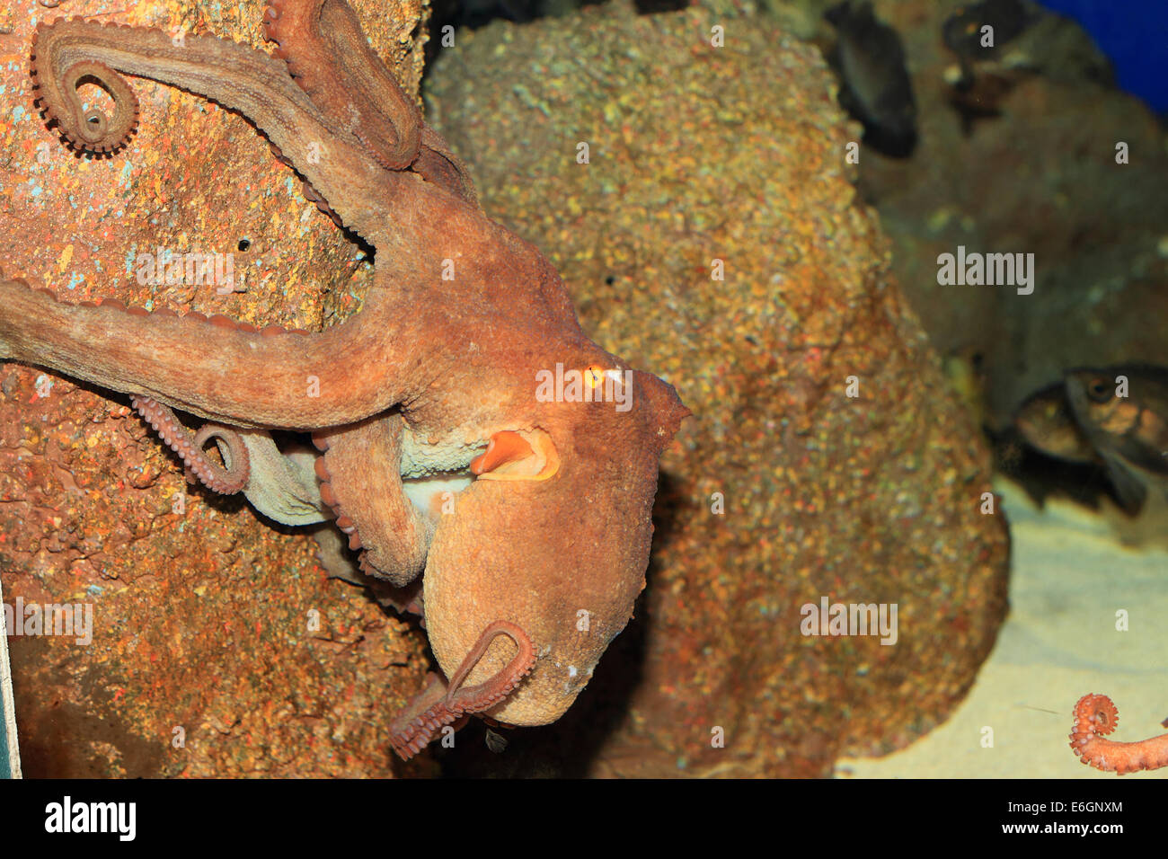 Octopus octopus vulgaris aquarium immagini e fotografie stock ad alta ...