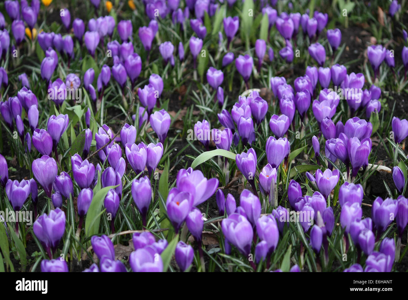 Crocus in fiore immagini e fotografie stock ad alta risoluzione - Alamy