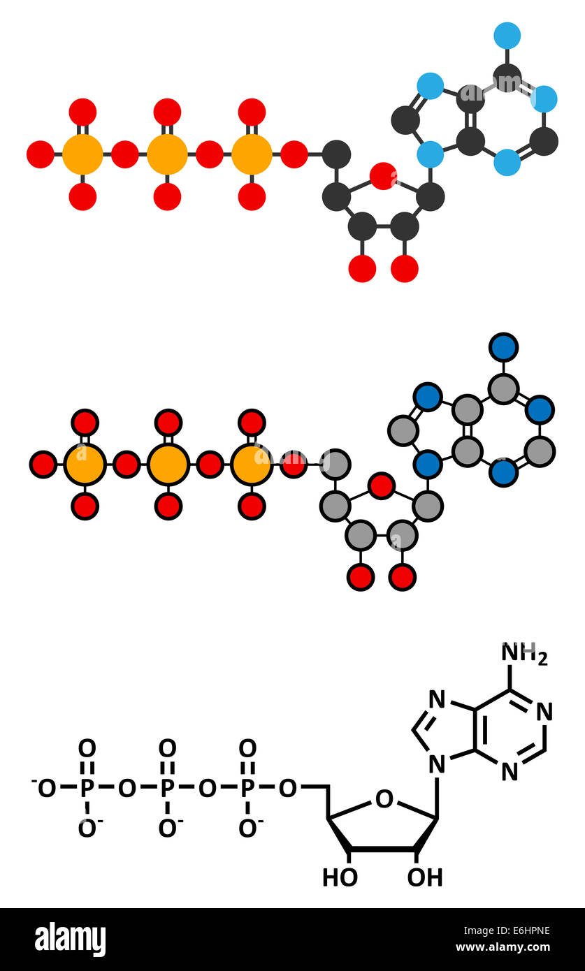 Adenosina trifosfato immagini e fotografie stock ad alta risoluzione ...