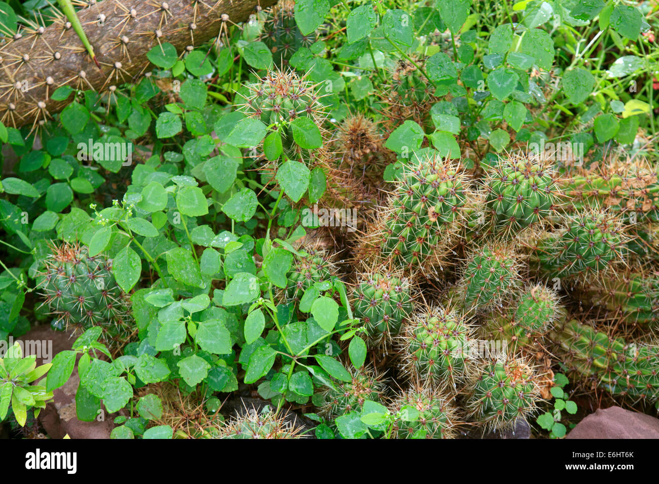 Display della pianta di cactus immagini e fotografie stock ad alta ...