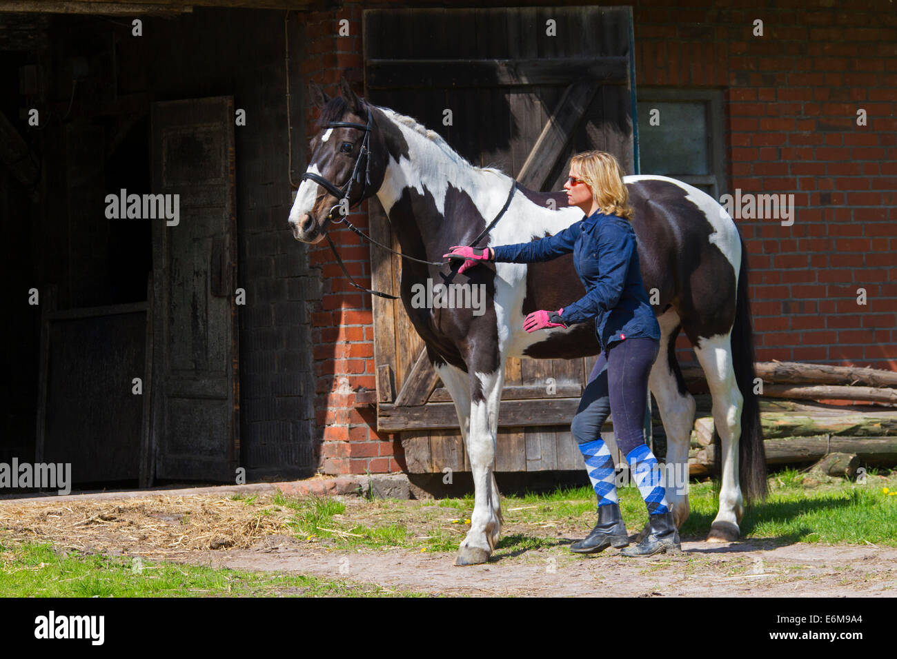 Cavallo pinto immagini e fotografie stock ad alta risoluzione - Alamy