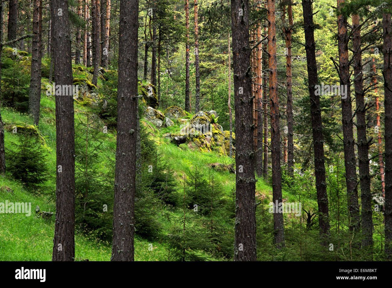 Pini di montagna immagini e fotografie stock ad alta risoluzione - Alamy