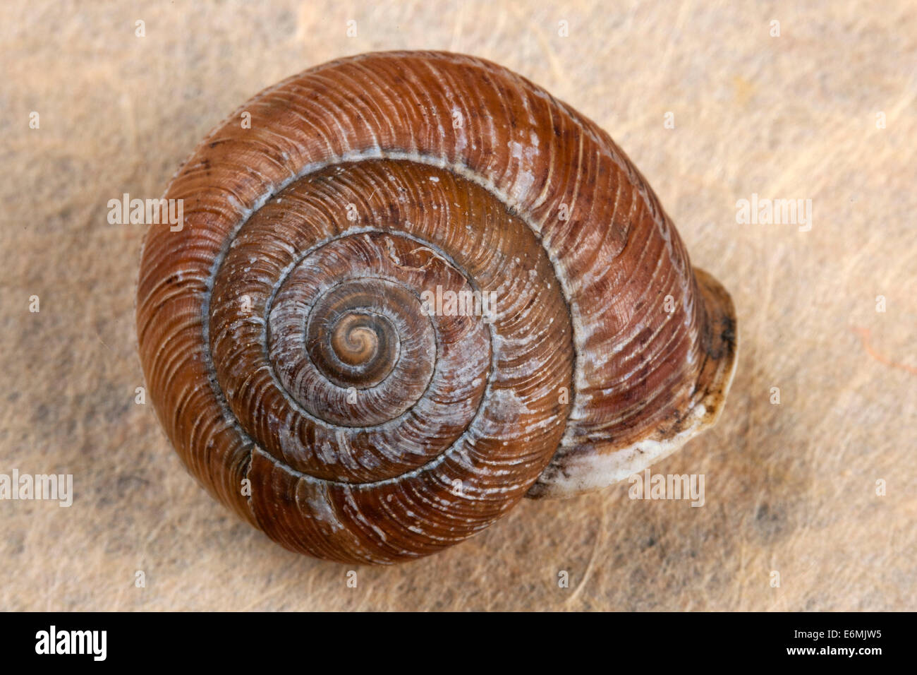 Guscio di gasteropode immagini e fotografie stock ad alta risoluzione ...