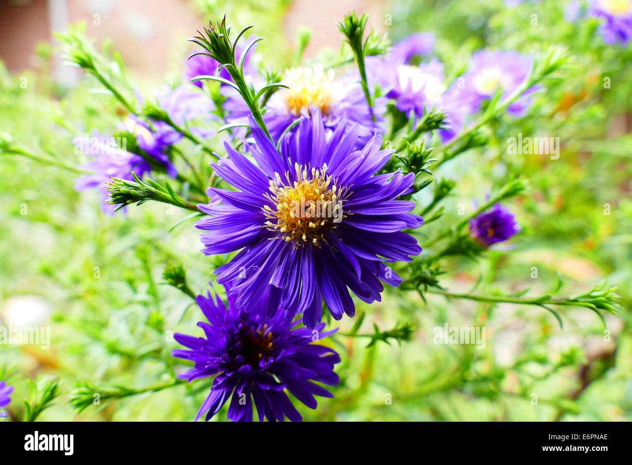 Aster thomsonii immagini e fotografie stock ad alta risoluzione - Alamy