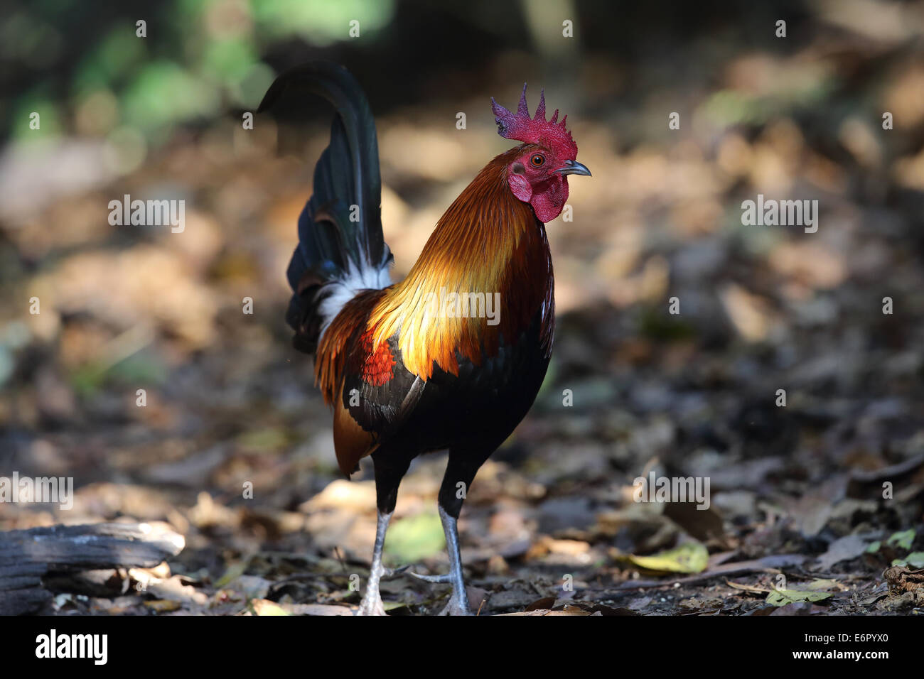 Ancestor of chicken immagini e fotografie stock ad alta risoluzione - Alamy
