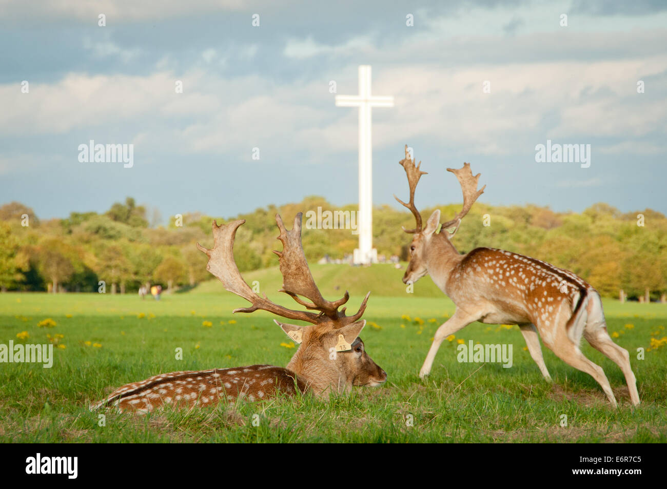 La croce papale nel parco fenice di dublins immagini e fotografie stock ...