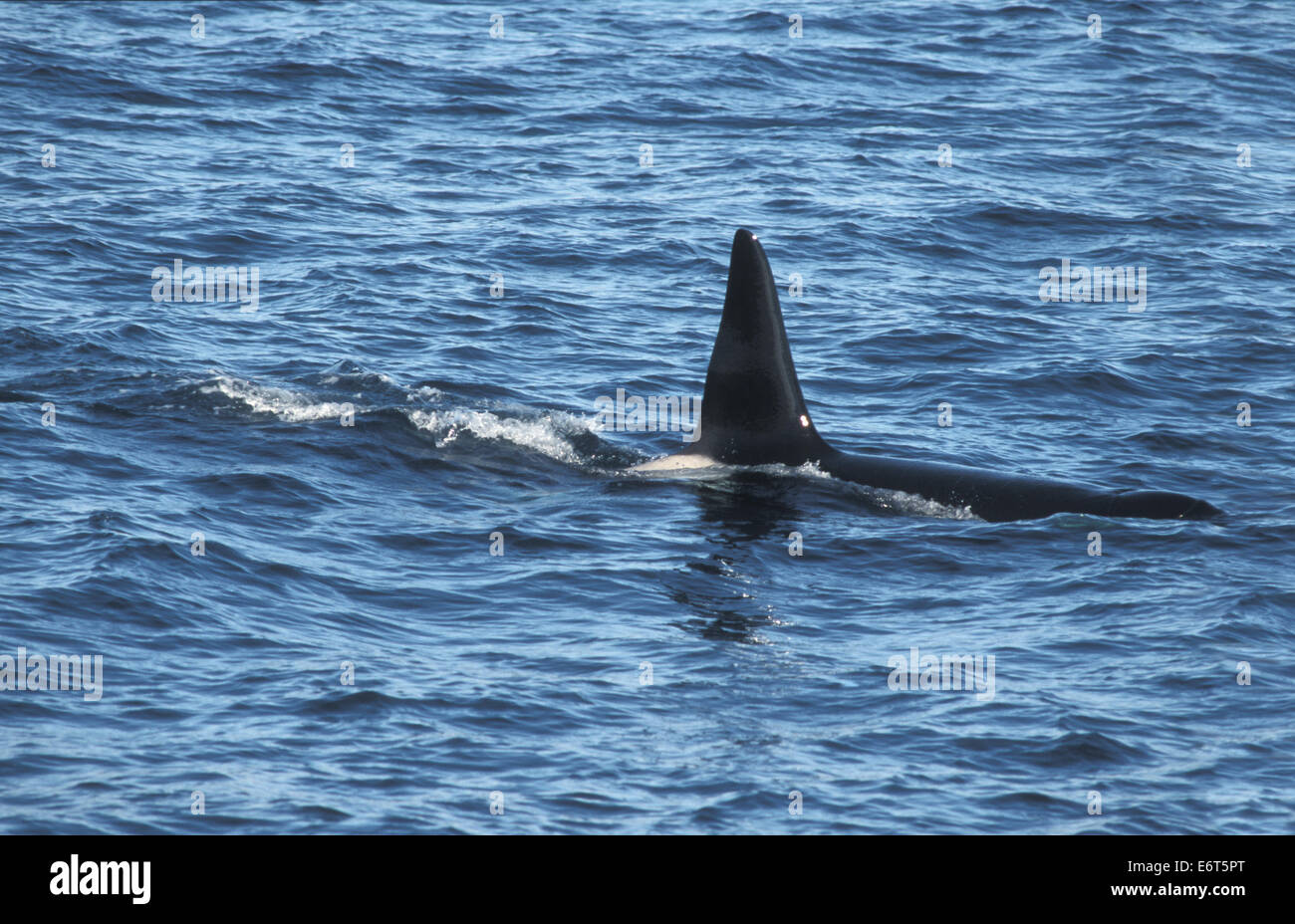 Orca orcinus pod immagini e fotografie stock ad alta risoluzione - Alamy
