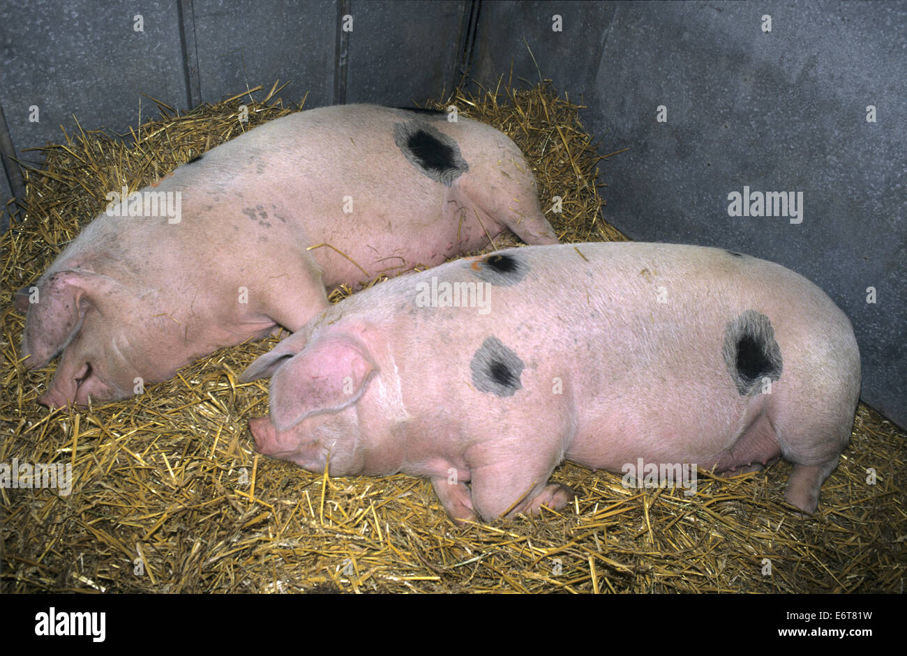 Maiale sus scrofa immagini e fotografie stock ad alta risoluzione - Alamy