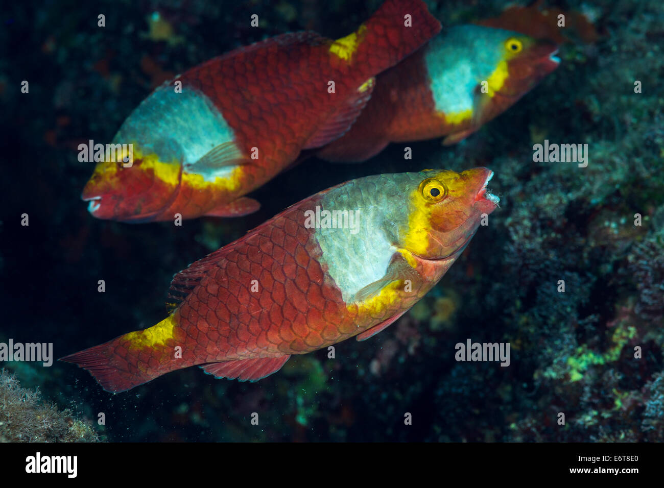 Pesce pappagallo europeo immagini e fotografie stock ad alta ...