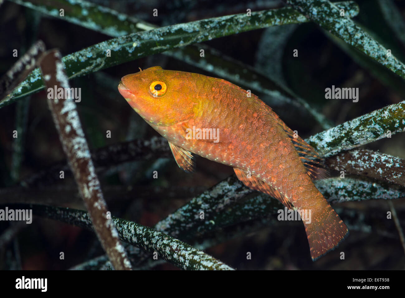 Pesce pappagallo mediterraneo immagini e fotografie stock ad alta ...