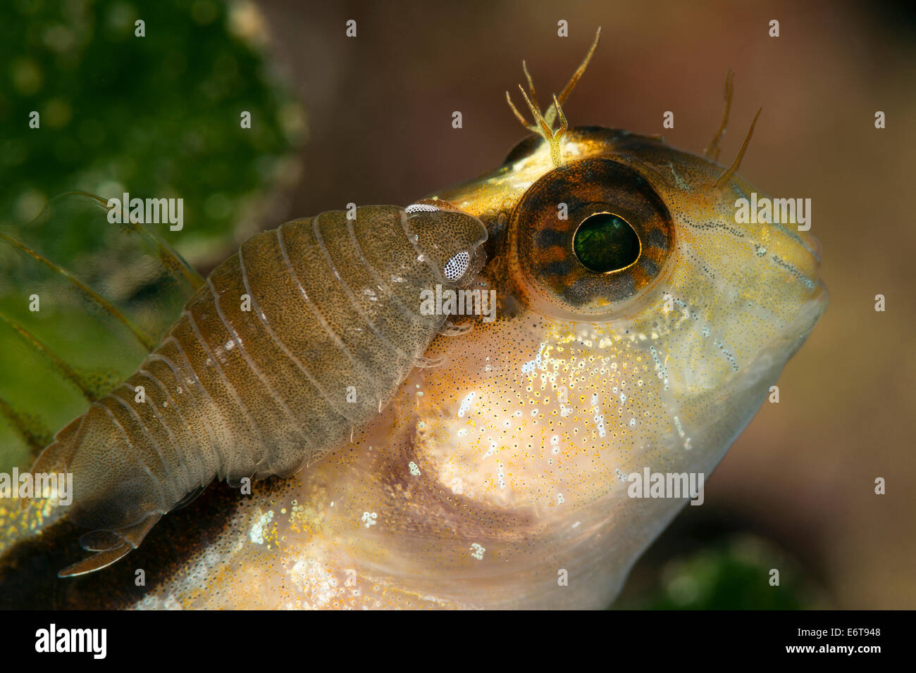 Pesci parassiti su Striped bavose, Anilocra physodes, Blennius rouxi ...