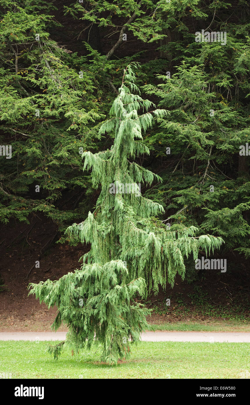 Albero sempreverde immagini e fotografie stock ad alta risoluzione - Alamy