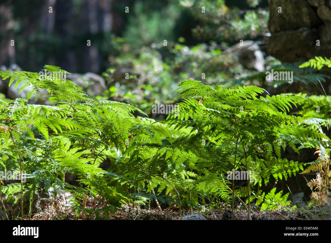Felci colorate immagini e fotografie stock ad alta risoluzione - Alamy