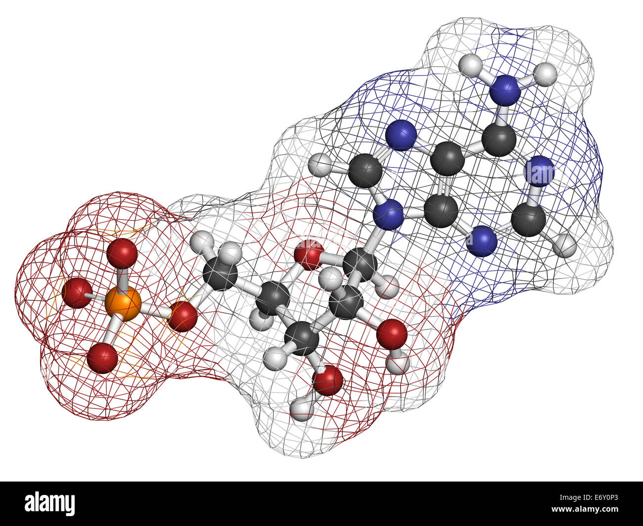 L'adenosina monofosfato ciclico (AMP, acido adenylic molecola). Il ...
