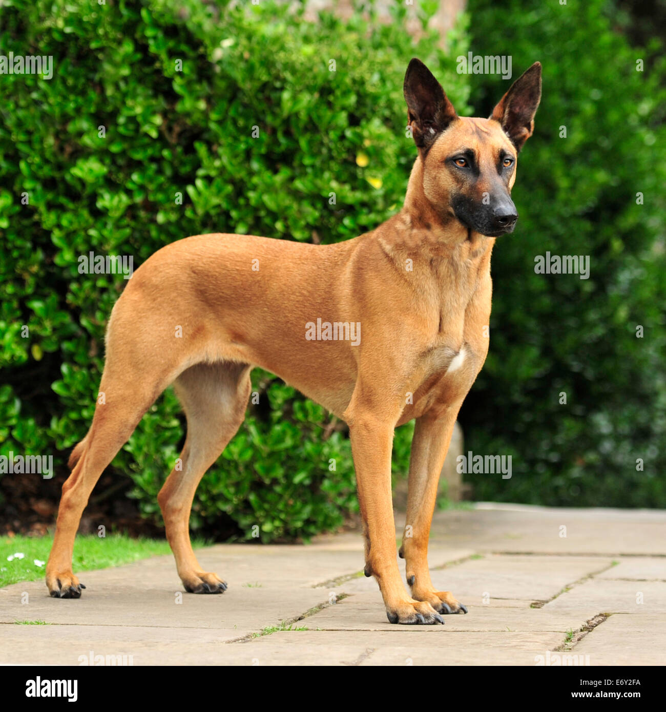 Malinois Dog Immagini e Fotos Stock - Alamy