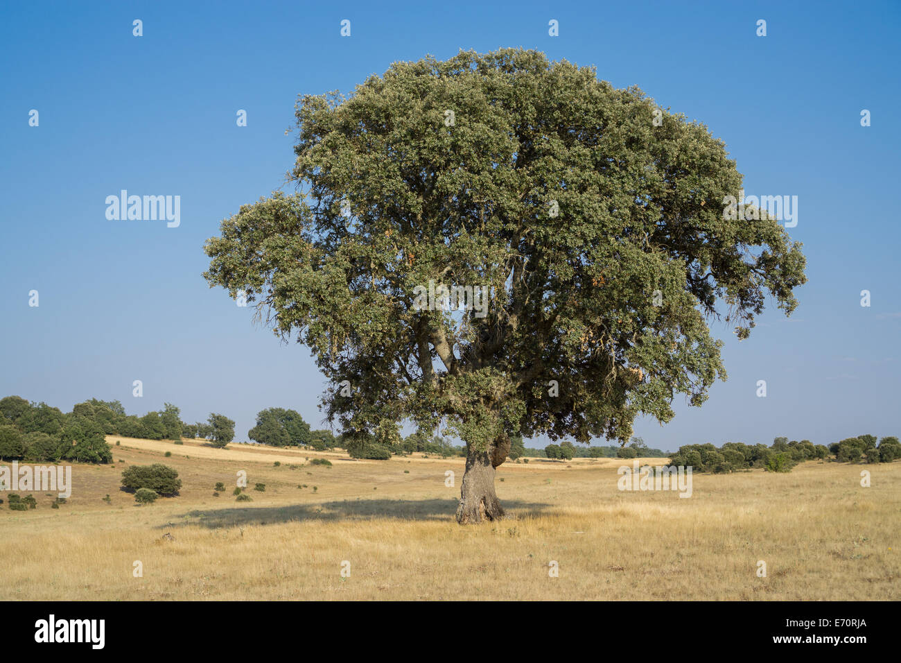 Quercus quercus ilex country immagini e fotografie stock ad alta ...