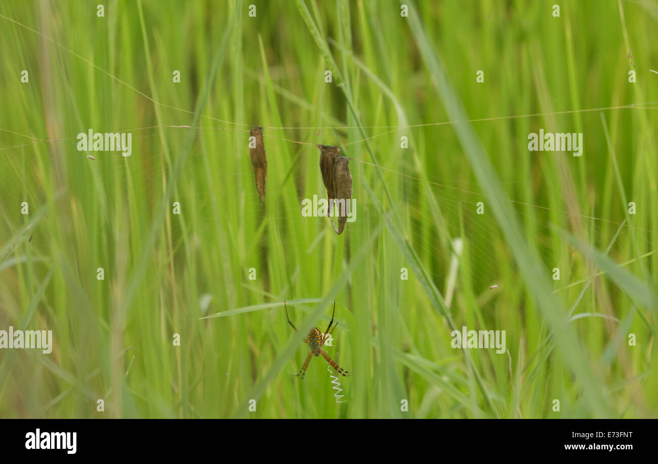 Nido di ragni immagini e fotografie stock ad alta risoluzione - Alamy