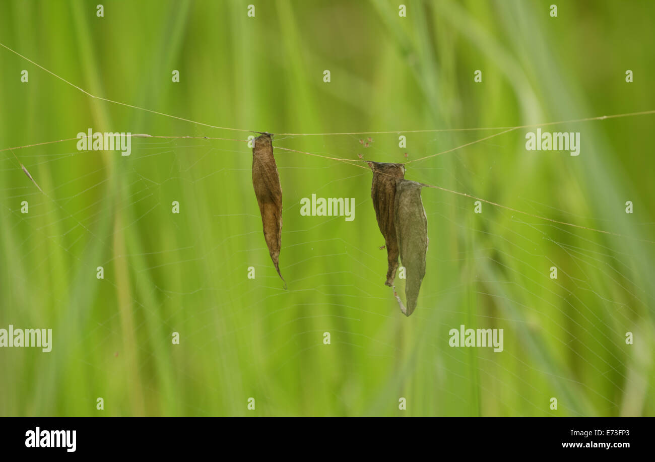Nido di ragni immagini e fotografie stock ad alta risoluzione - Alamy