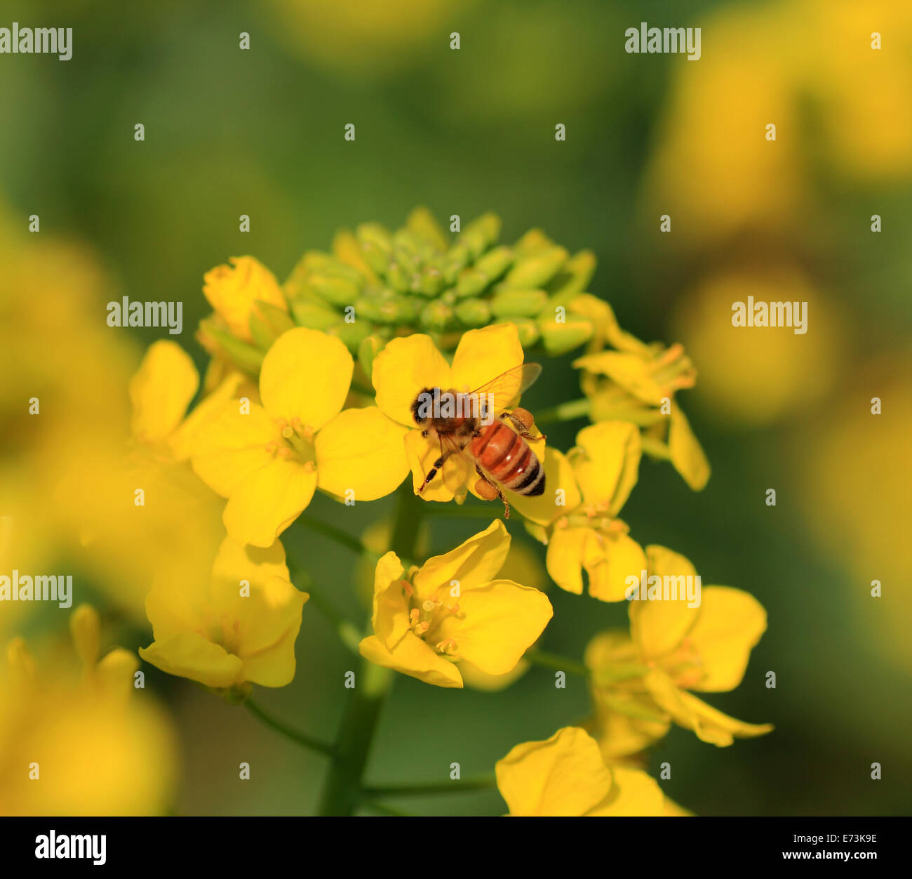 Ape e fiore immagini e fotografie stock ad alta risoluzione - Alamy