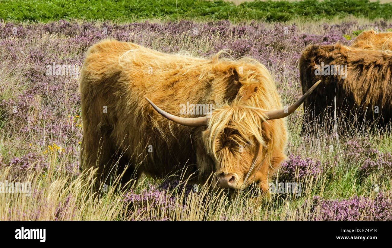 Razze bovine autoctone immagini e fotografie stock ad alta risoluzione ...