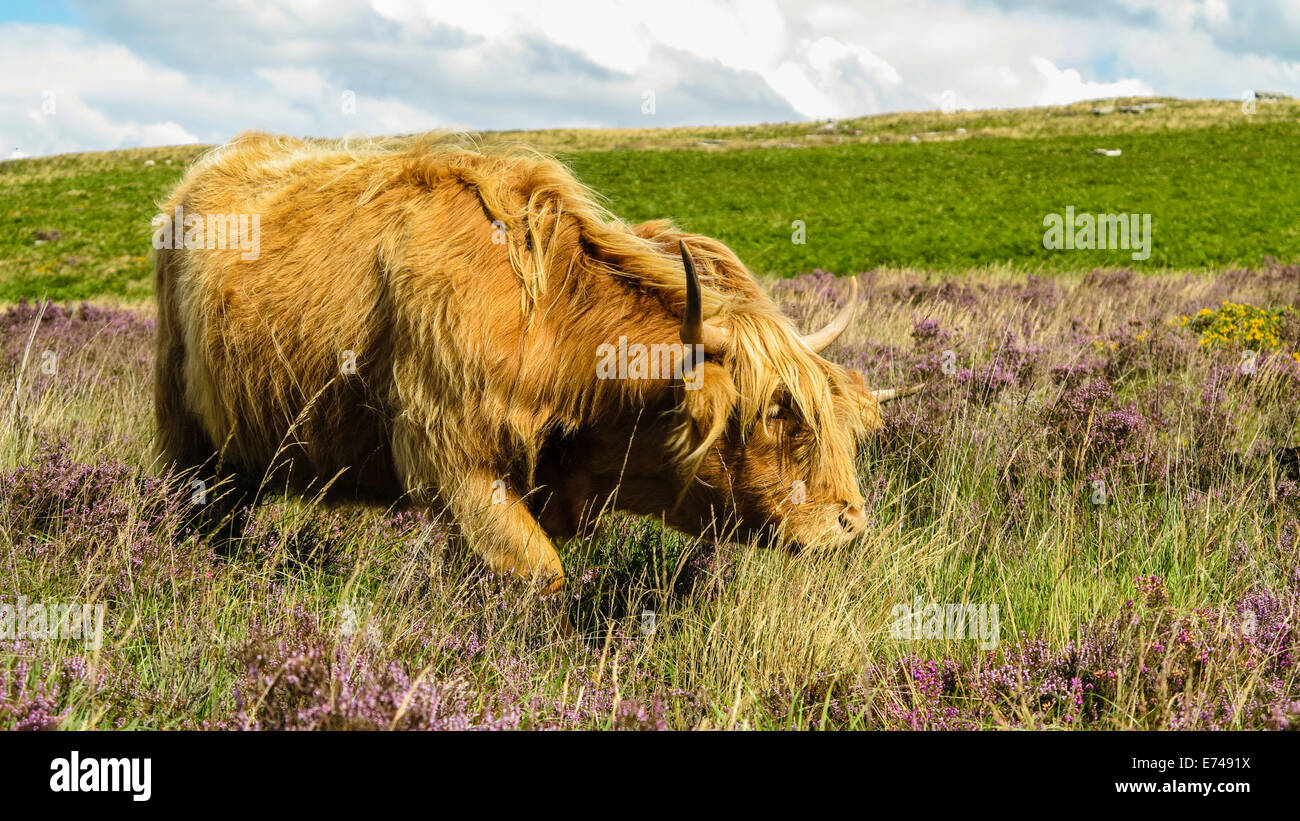 Razze bovine autoctone immagini e fotografie stock ad alta risoluzione ...